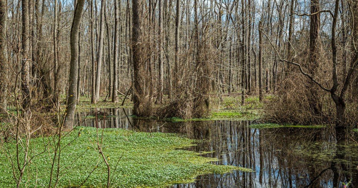 The best peat bogs to visit in Georgia. Imnati Peat Bog. - Madloba
