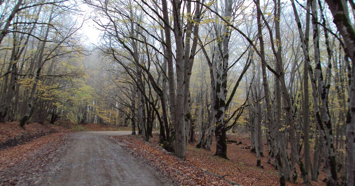 Sabaduri Forest, Mtskheta-Mtianeti, Georgia. Touch the magic of ...