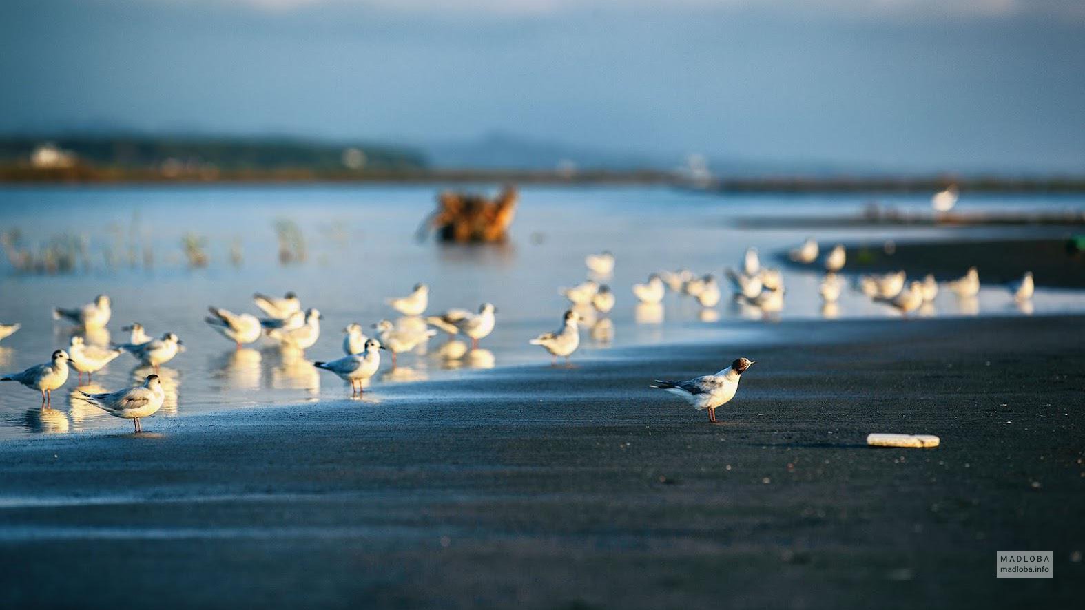 Центральный пляж курорта Поти, фото, отзывы - Мадлоба