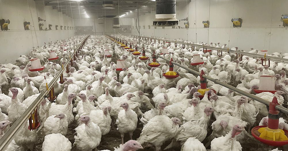 Turkey farm in Georgia. Adjarian Turkey LLC in Tbilisi. Reviews ...